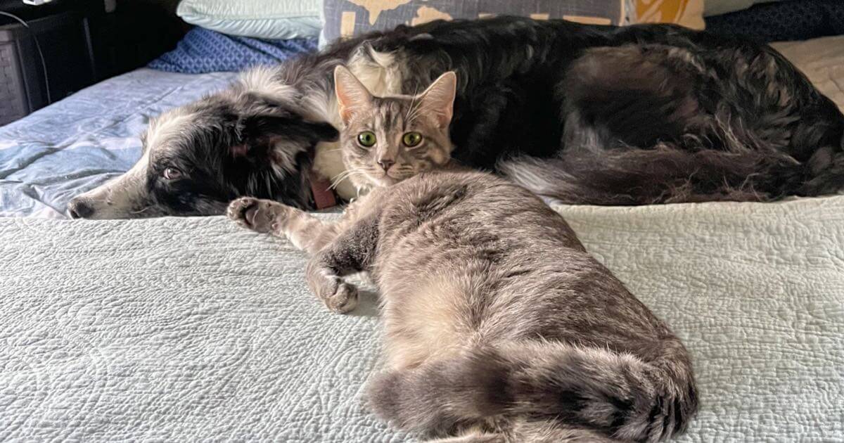 What to Expect After Your Pet’s Vaccines | Zoetis Petcare