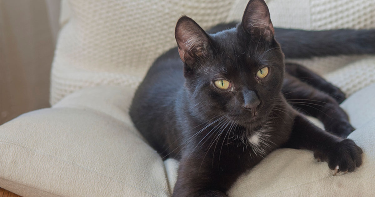 How To Convert Cat Years to Human Years | Zoetis Petcare