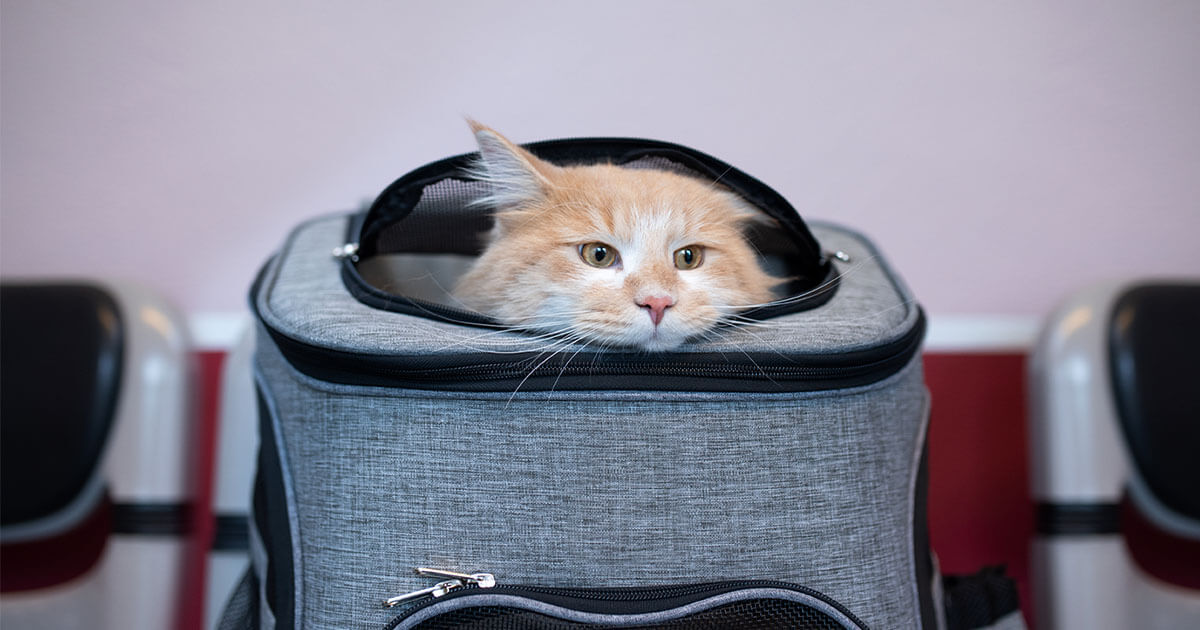 How To Travel With a Cat | Zoetis Petcare