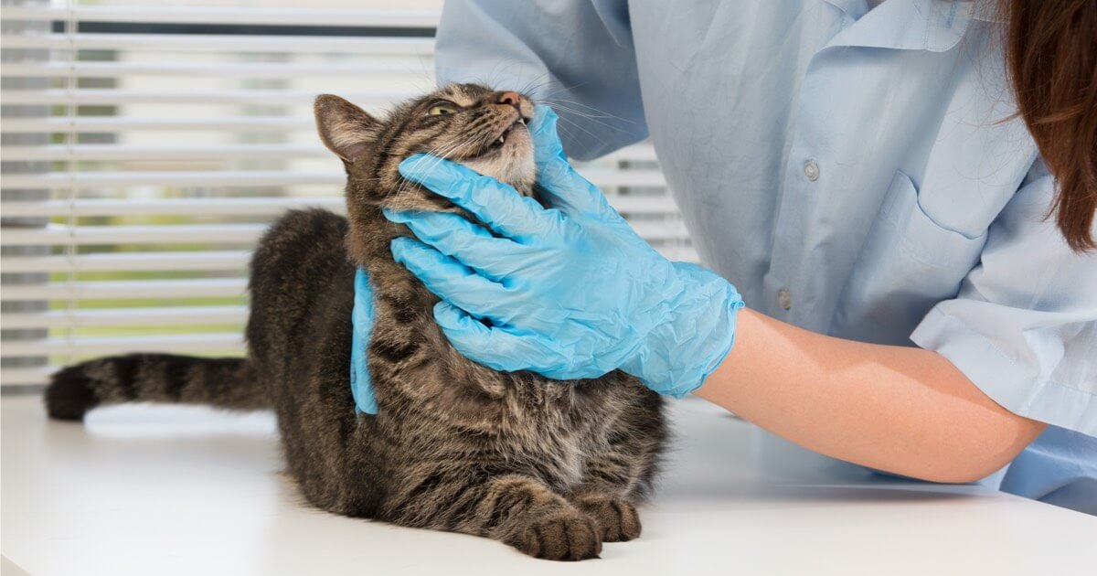 What is Tooth Resorption in Cats? | Zoetis Petcare