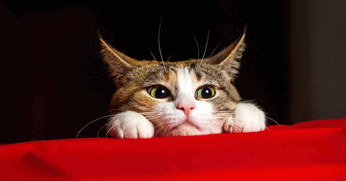 Decoding Cat Pupils | Zoetis Petcare