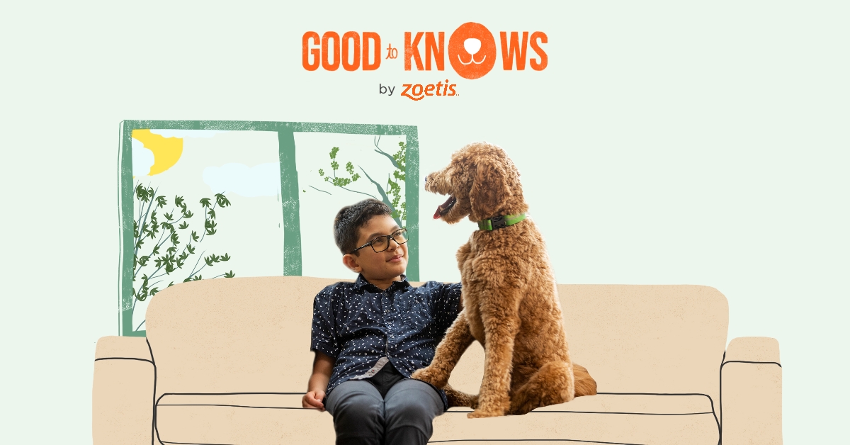 Allergic Itch Guide | Zoetis Petcare