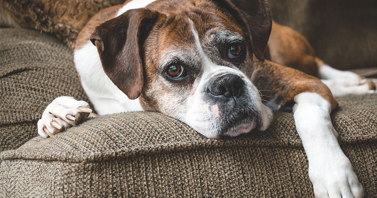 How to Help a Dog with Diarrhea | Zoetis Petcare