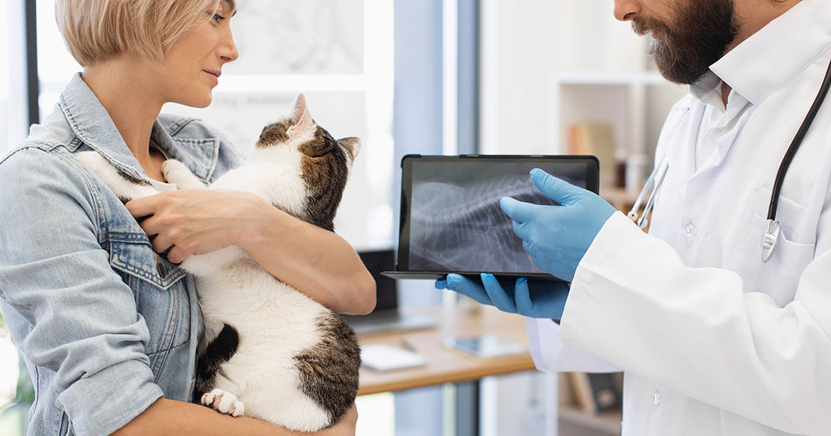 What Is Megacolon in Cats? | Zoetis Petcare