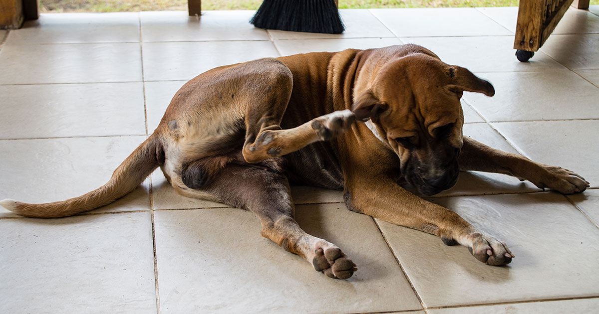 When to Go to the Vet for Your Pet’s Skin | Zoetis Petcare