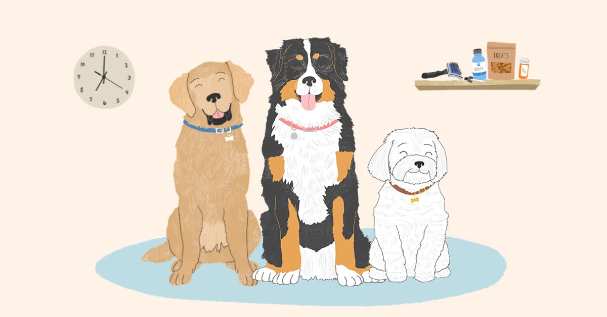 Guide to Senior Dog Care | Zoetis Petcare