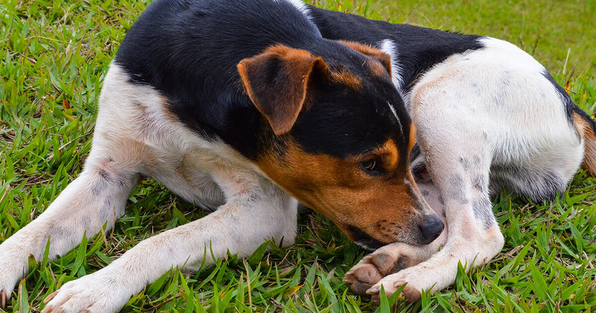 Recognizing the Signs of Staph Infections in Dogs | Zoetis Petcare