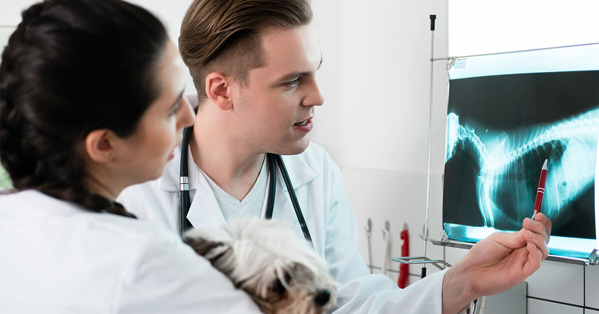 A Closer Look at a Bronchoscopy for Pets | Zoetis Petcare