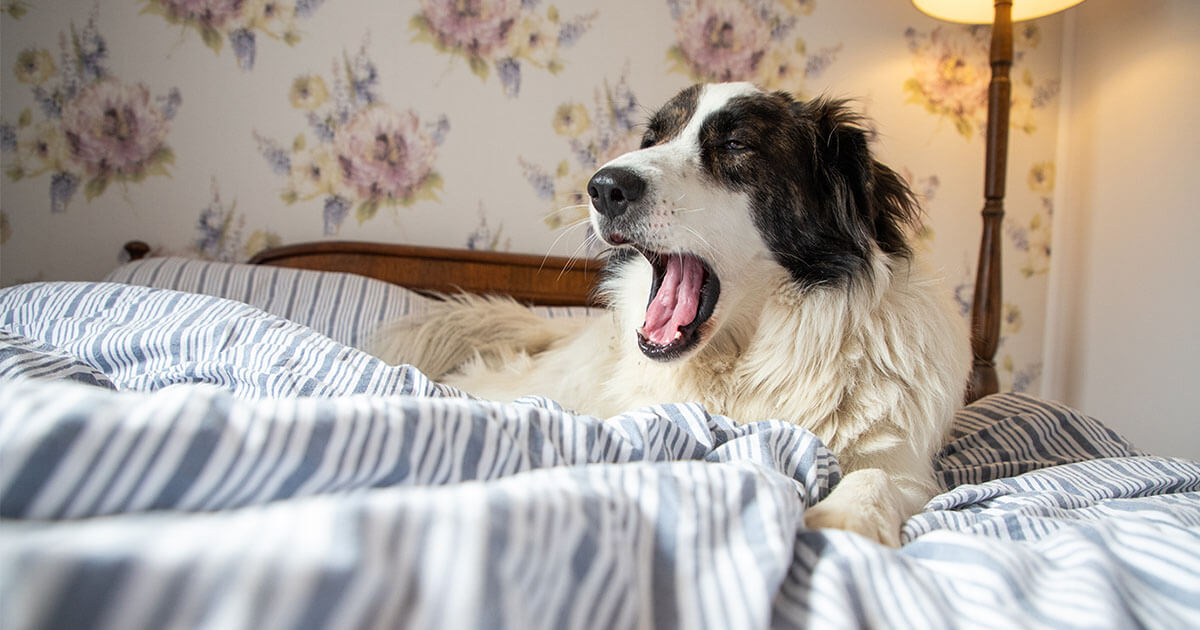 How Does Daylight Saving Affect Your Pet? | Zoetis Petcare