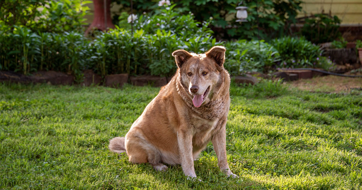 Cushing’s Disease in Dogs: From Symptoms to Treatment | Zoetis Petcare