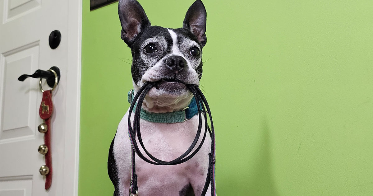 How To Convert Dog Years to Human Years | Zoetis Petcare