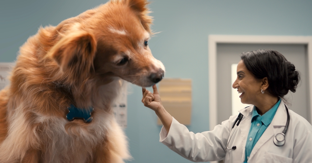 Apoquel Chewable For Pet Owners | Zoetis Petcare