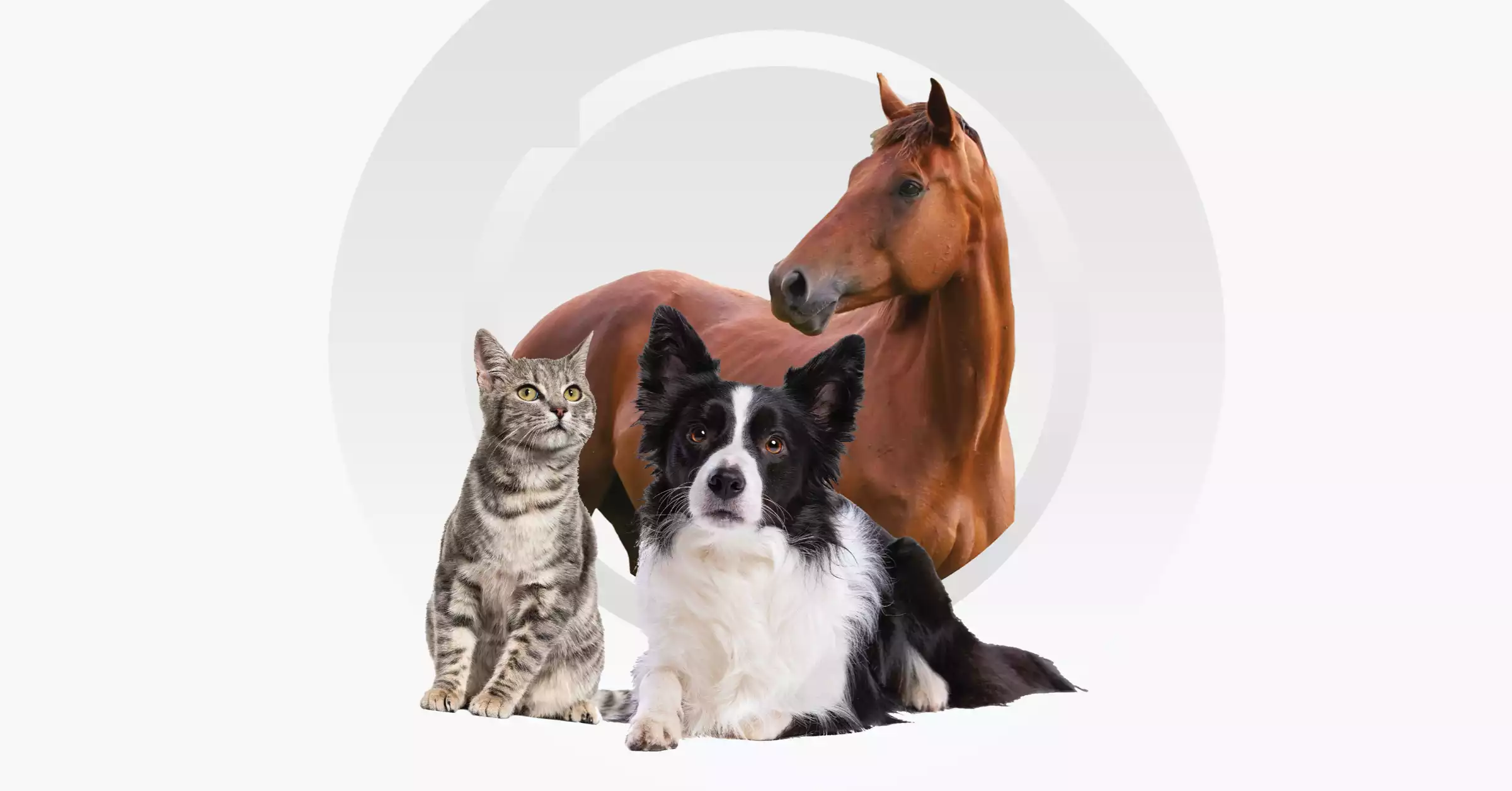 AlphaTrak 3 for Pet Owners | Zoetis Petcare