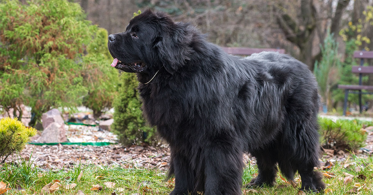 What Is DCM (Dilated Cardiomyopathy) in Dogs? | Zoetis Petcare