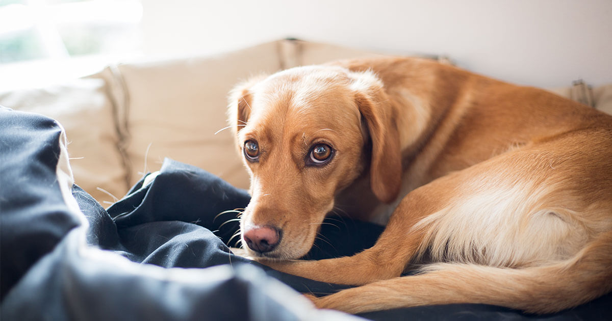 Caring for a Dog with IVDD | Zoetis Petcare