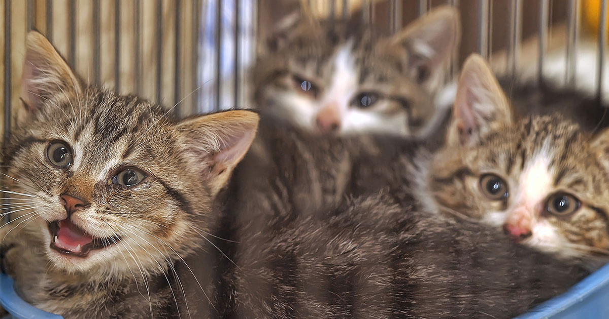 FAQs About Spaying and Neutering Cats | Zoetis Petcare