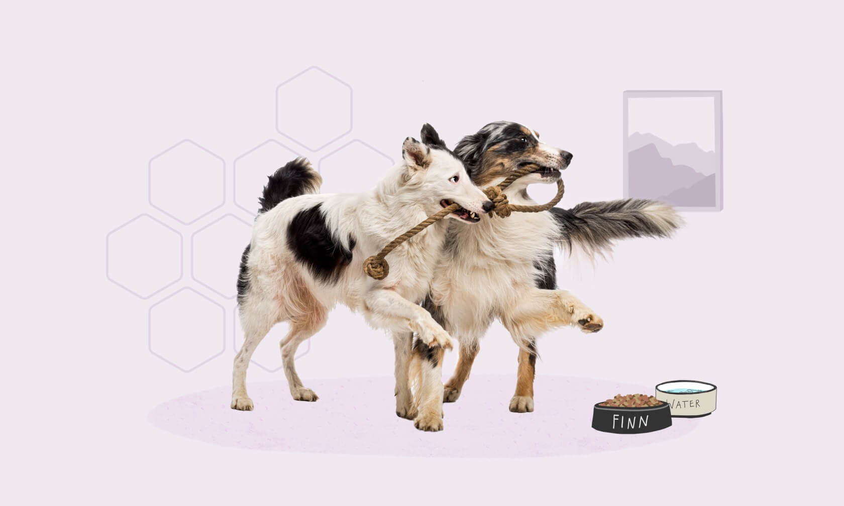 Vaccines for Social Dogs | Zoetis Petcare