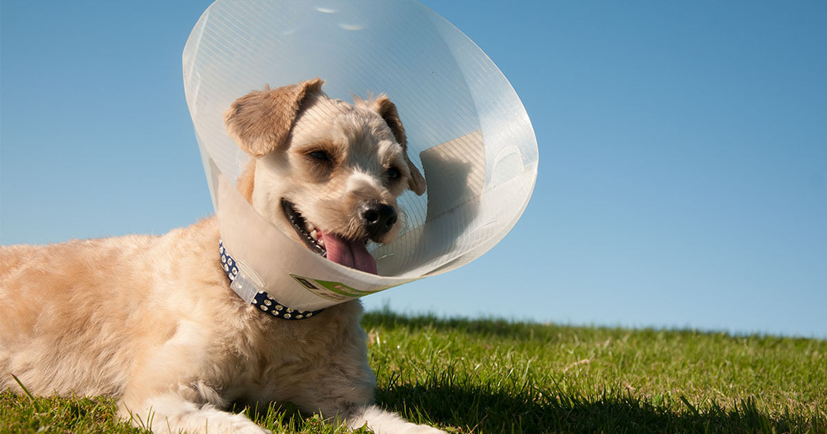 What are Hot Spots in Dogs? | Zoetis Petcare