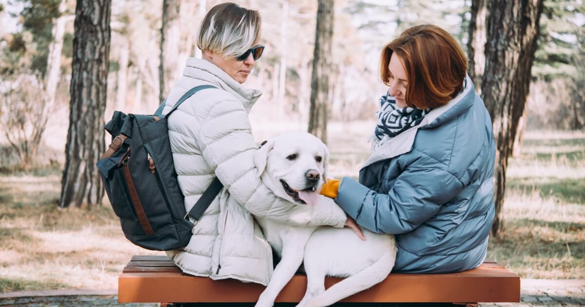 4 Senior Dog Exercises to Try | Zoetis Petcare