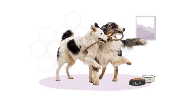 Core Vaccines for Dogs | Zoetis Petcare