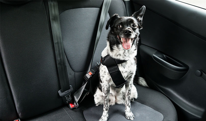 Safety | Zoetis Petcare