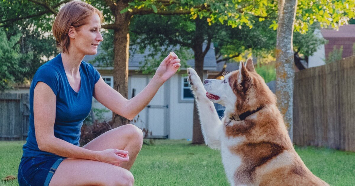 What is Positive Reinforcement Training for Pets? | Zoetis Petcare