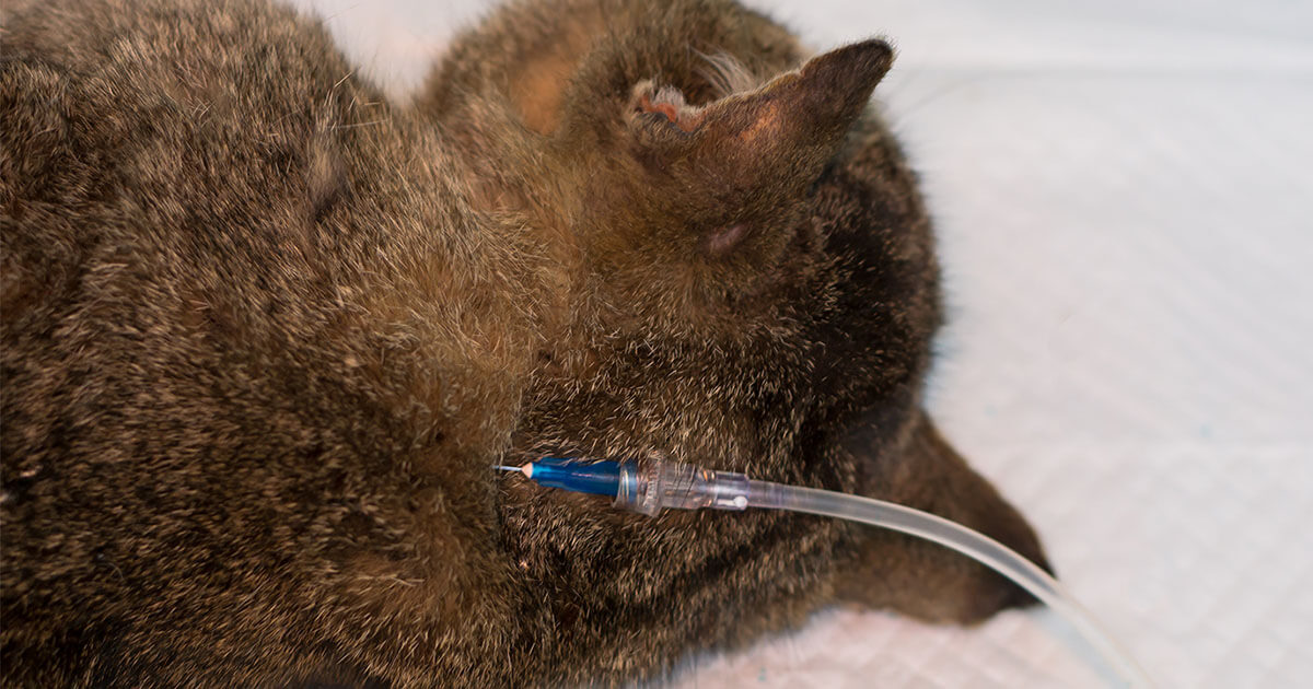 How to Give Subcutaneous Fluids to Cats at Home | Zoetis Petcare