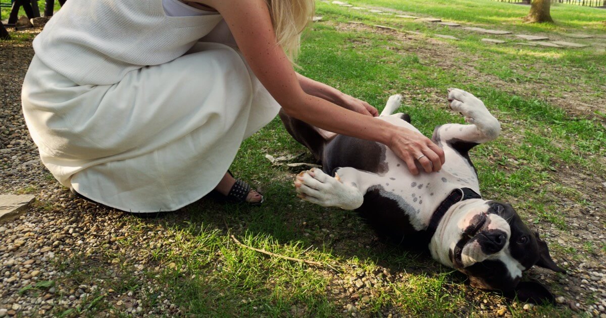Can Dogs Get Poison Ivy Zoetis Petcare Can Dogs Get Poison Ivy Zoetis Petcare