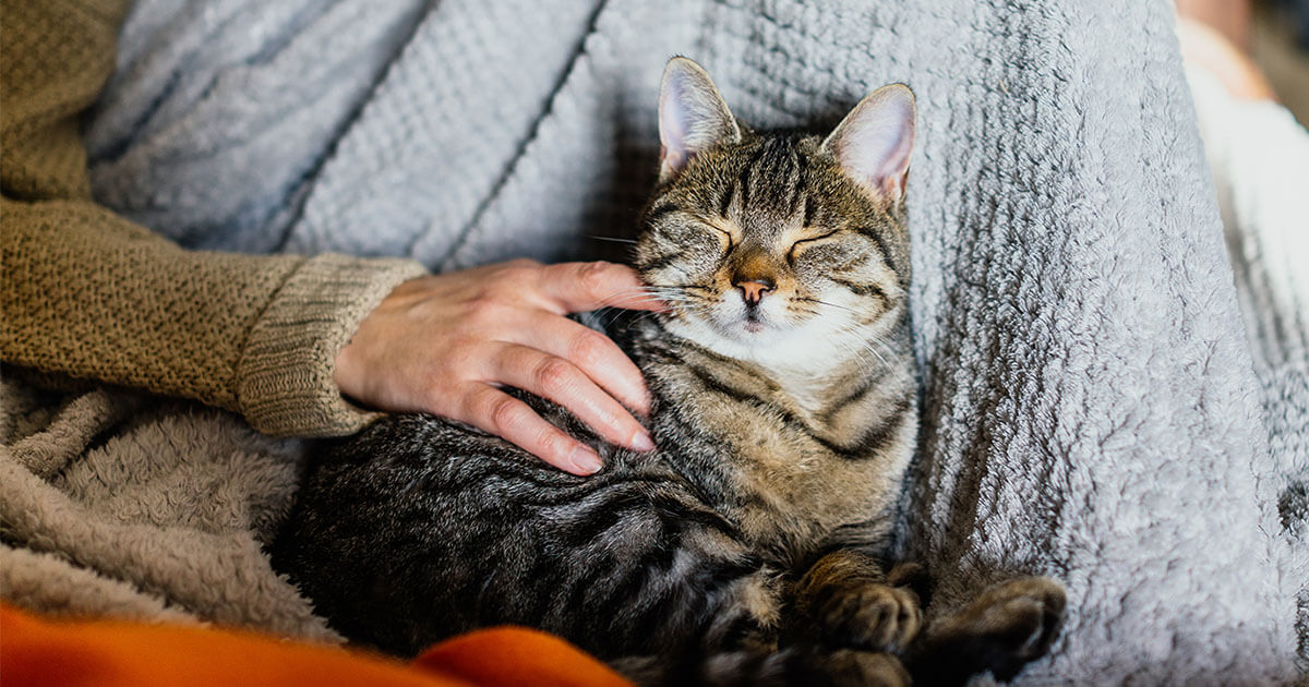 From Sneezes to Sores: Recognizing Feline Calicivirus Signs | Zoetis ...