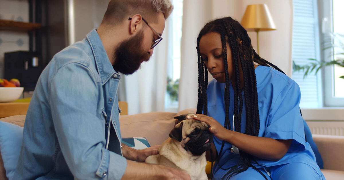 At-Home vs. In-Hospital Euthanasia for Pets | Zoetis Petcare