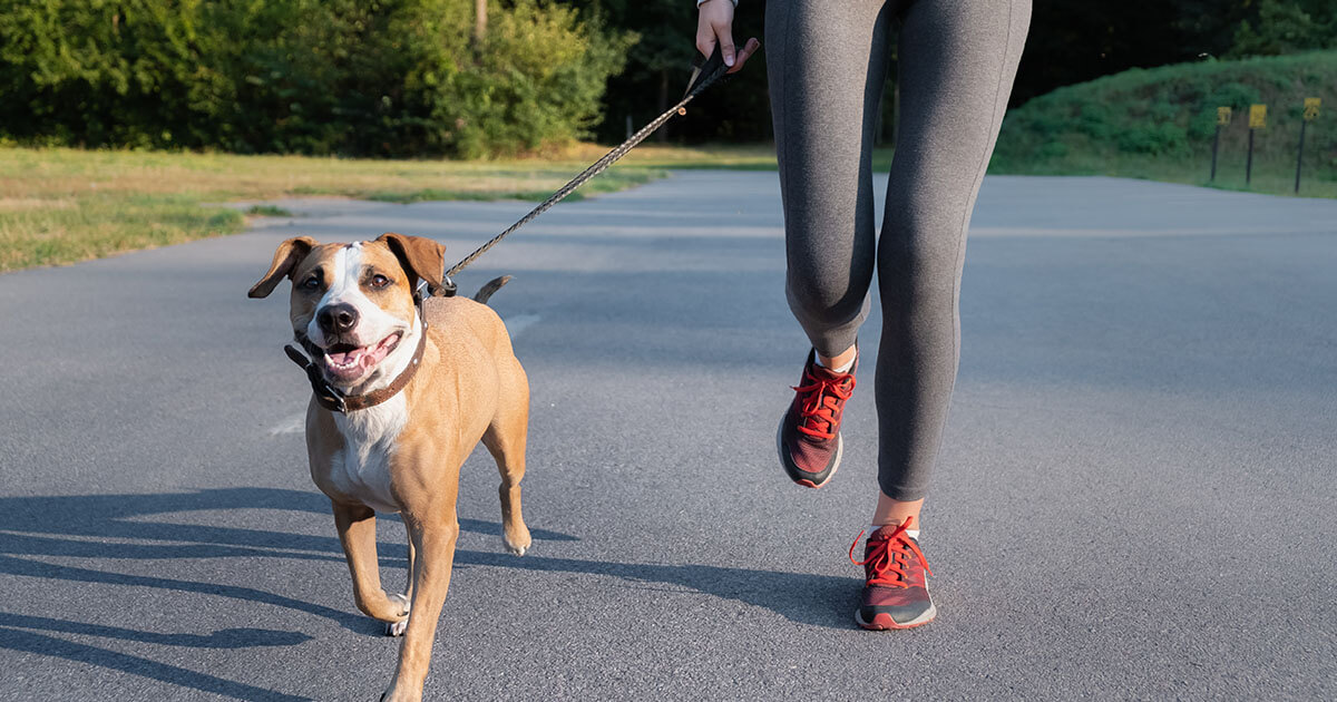 Why Your Dog Is at Risk for Diseases Until Proven Otherwise | Zoetis ...