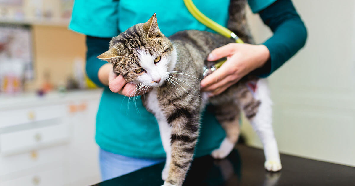 What Is a Cat-Friendly Practice? | Zoetis Petcare
