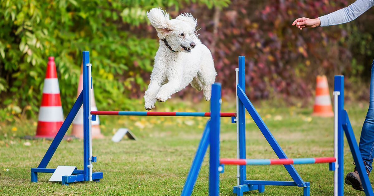 Training Time: These Are the Easiest Dog Breeds to Train | Zoetis Petcare