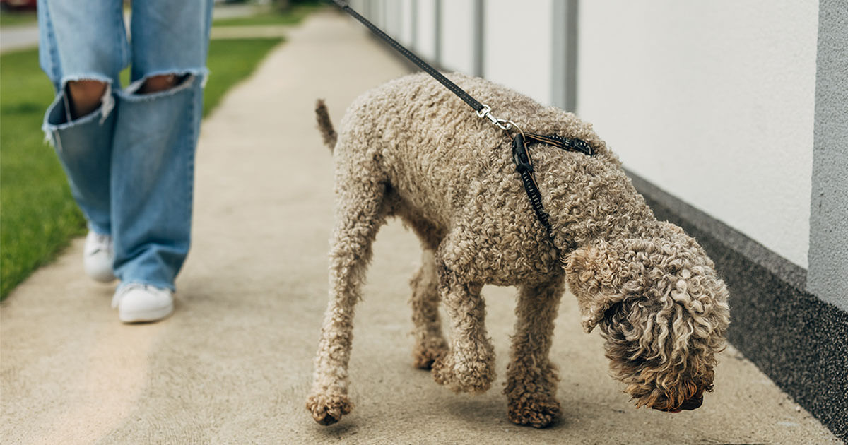 Sniff Walks for Dogs: An Alternative to Scent Training | Zoetis Petcare