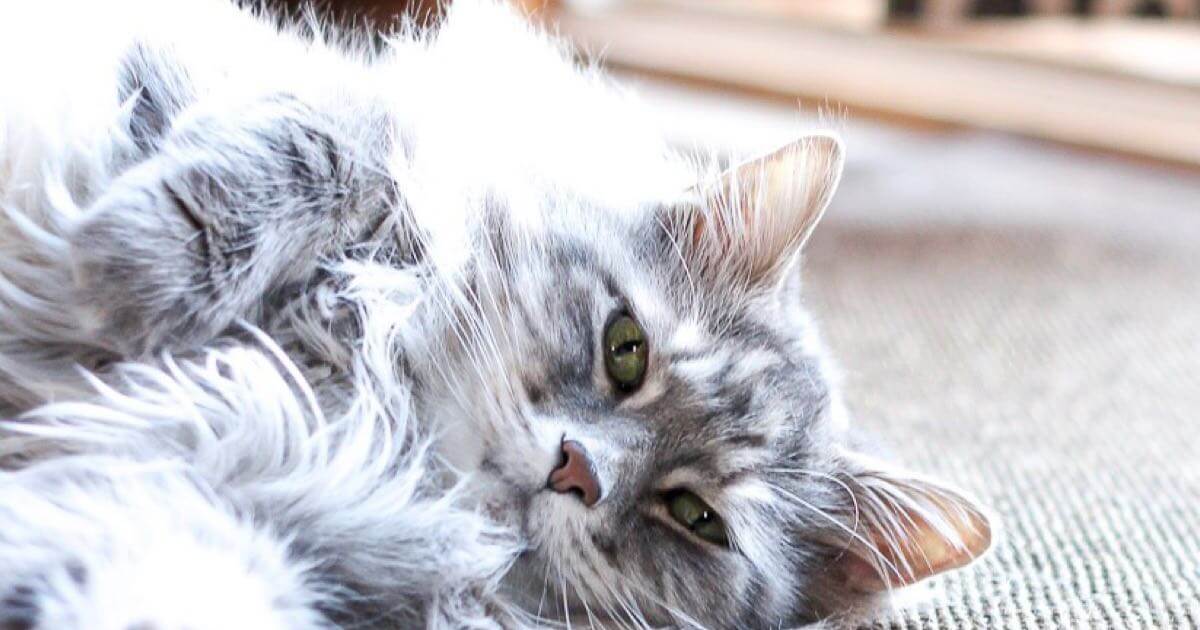 Cat Asthma: What to Know | Zoetis Petcare