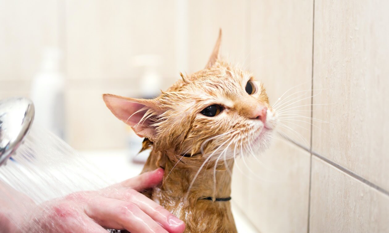 Do I Need To Bathe My Cat Zoetis Petcare Do I Need To Bathe My Cat Zoetis Petcare