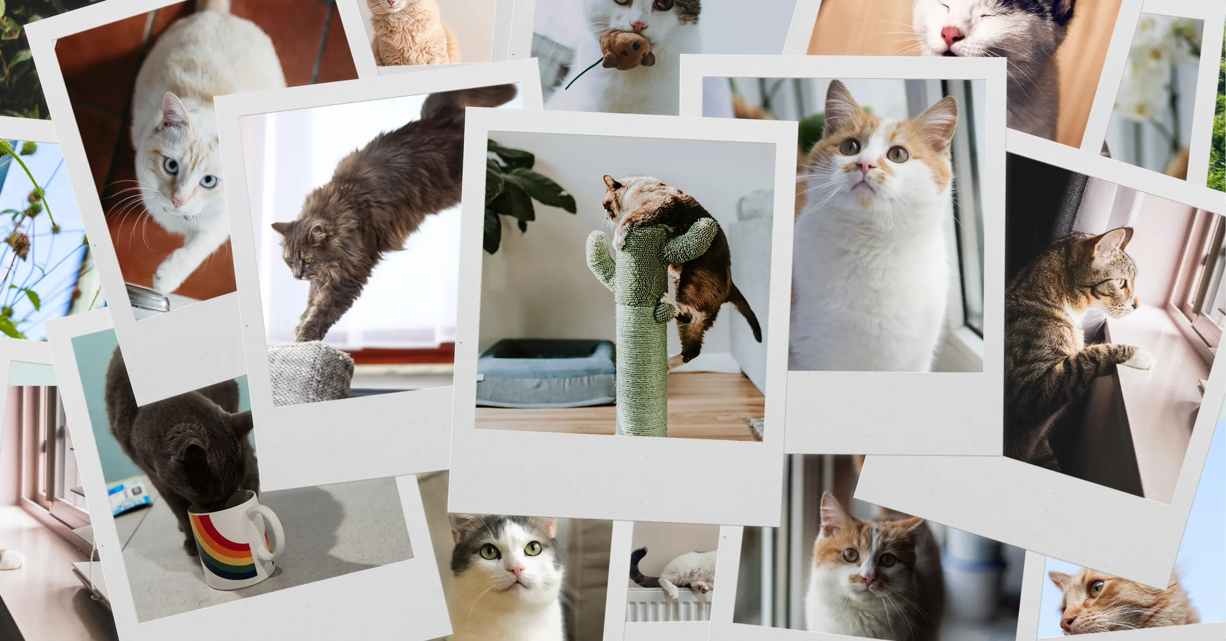 Solensia Success Stories | Zoetis Petcare