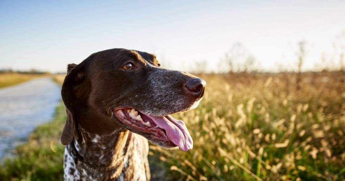 Can Lyme Disease Lay Dormant In Dogs