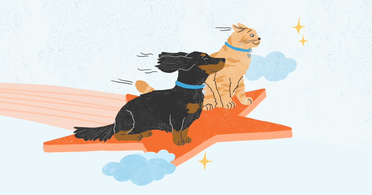 Zoetis Petcare Rewards Program | Zoetis Petcare