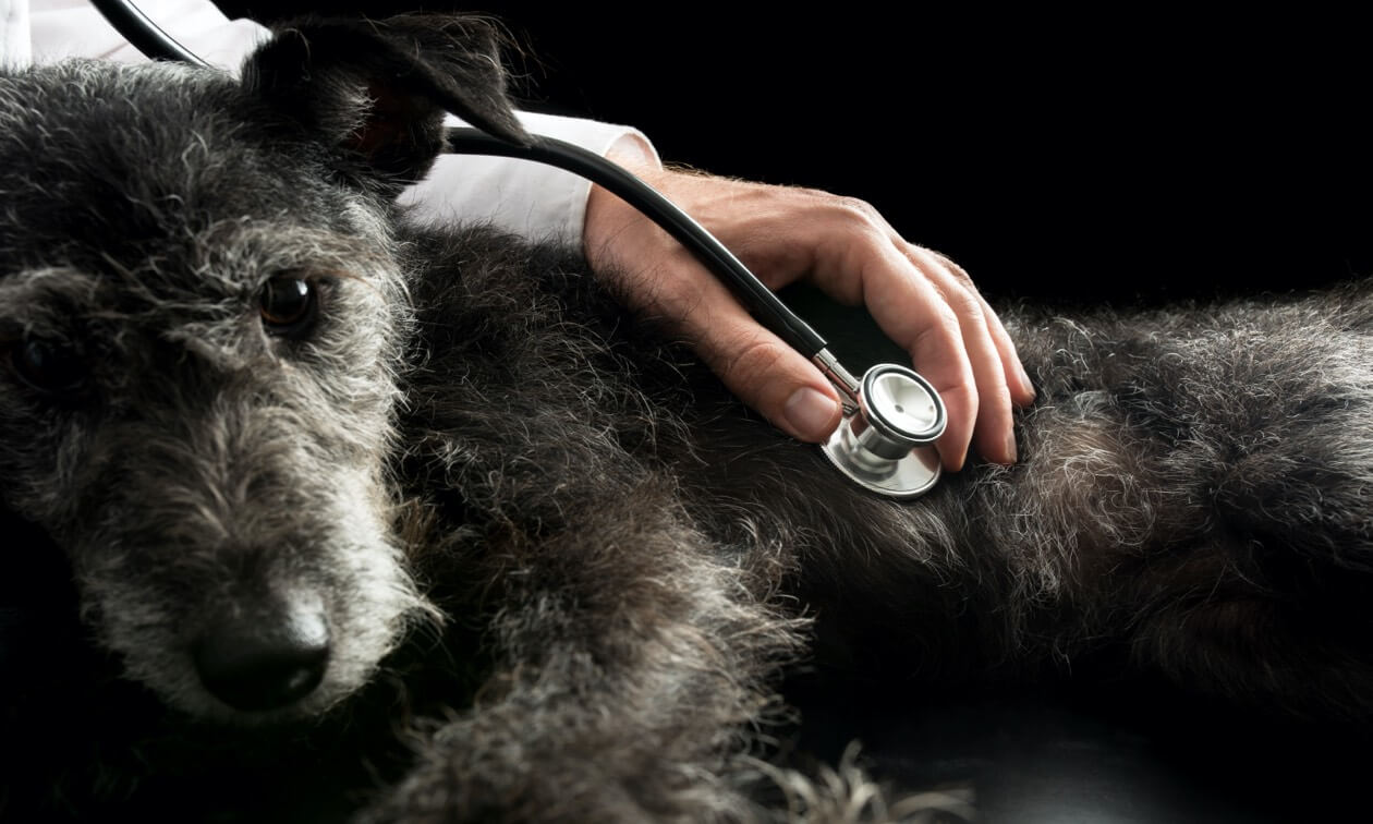 Signs Of Congestive Heart Failure In Dogs Zoetis Petcare