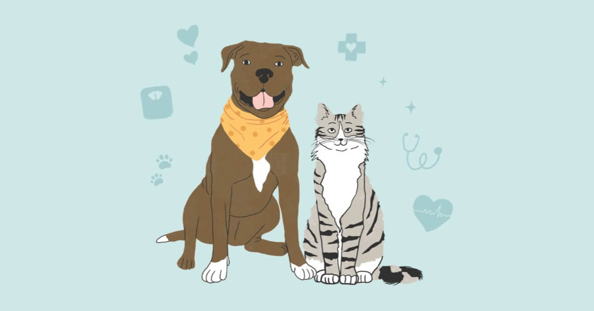 Pet Surgery Prep Checklist | Zoetis Petcare