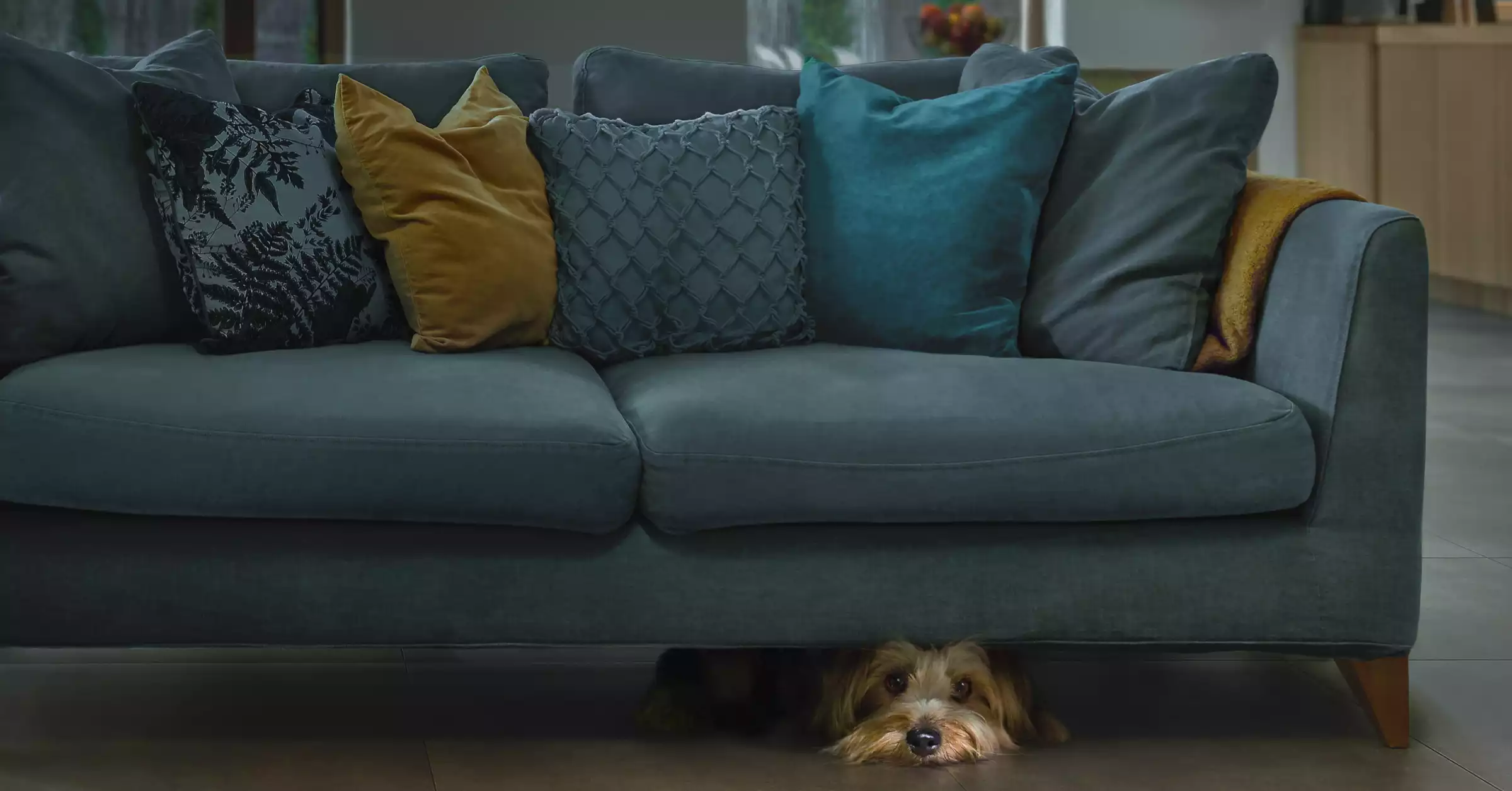 Anxious dog?? | Dog Forum