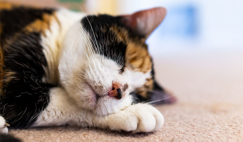 Skin Health & Dermatology | Zoetis Petcare