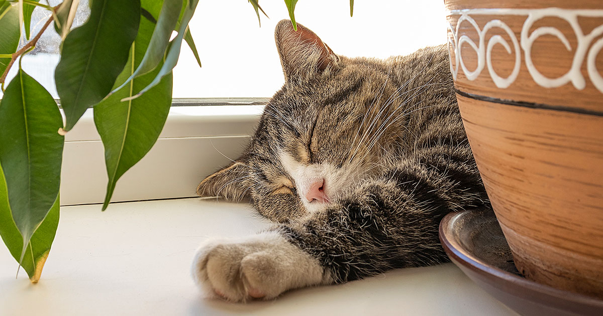 The Impact of Chronic Pain on Your Cat's Quality of Life | Zoetis Petcare