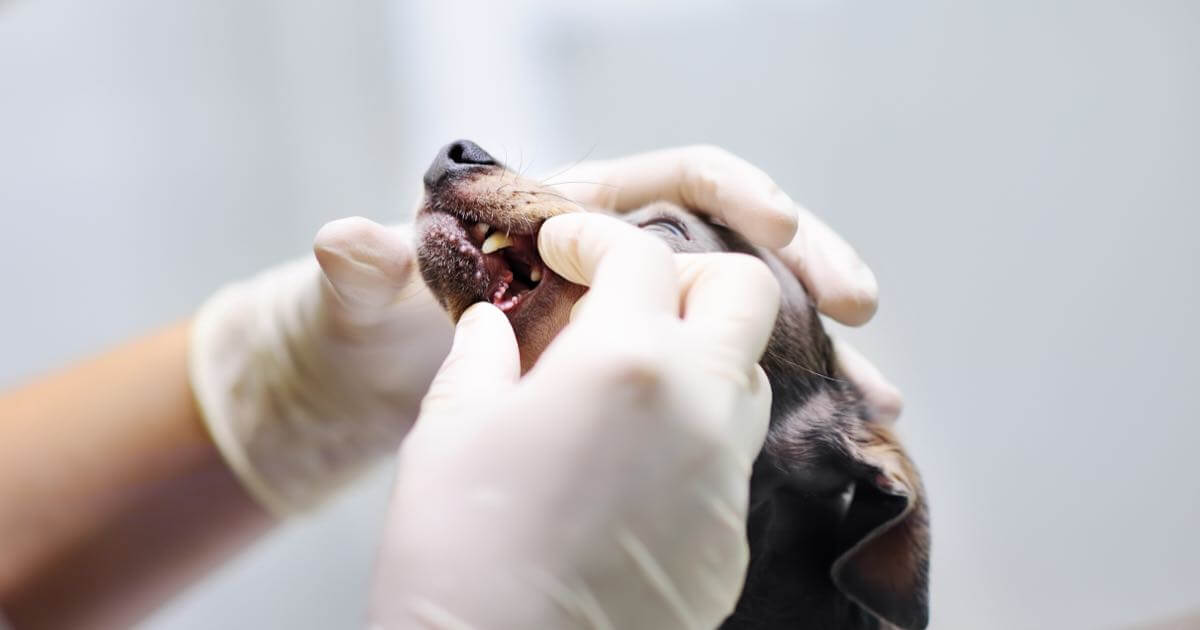 Fractured and Broken Teeth in Dogs | Zoetis Petcare