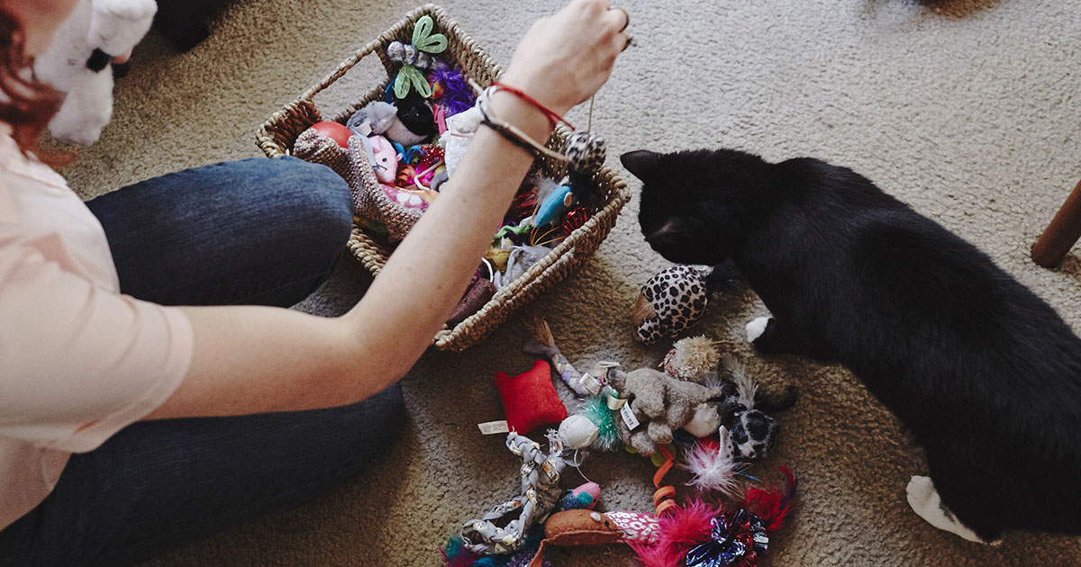 Cat Socialization 101 | Zoetis Petcare