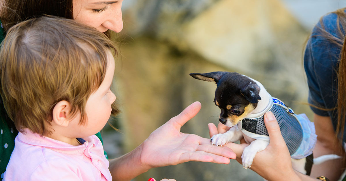 How to Introduce a New Pet to Children | Zoetis Petcare