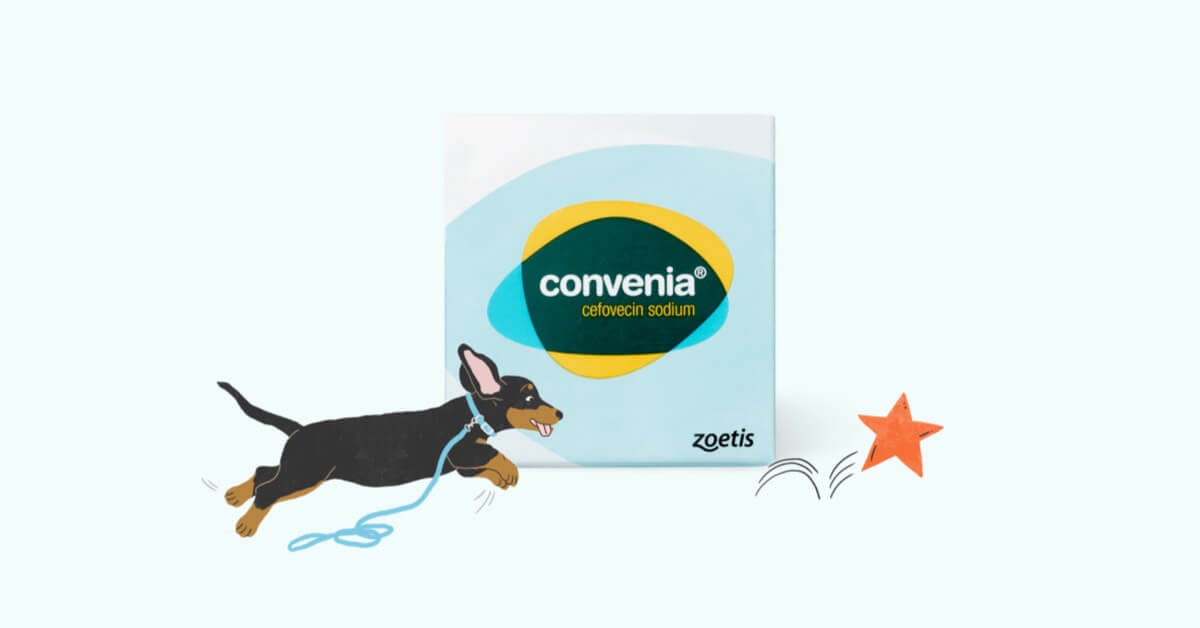 Earn up to $36 in Rewards with Convenia | Zoetis Petcare