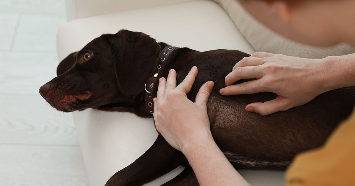 Can Dogs Get Ingrown Hairs? | Zoetis Petcare