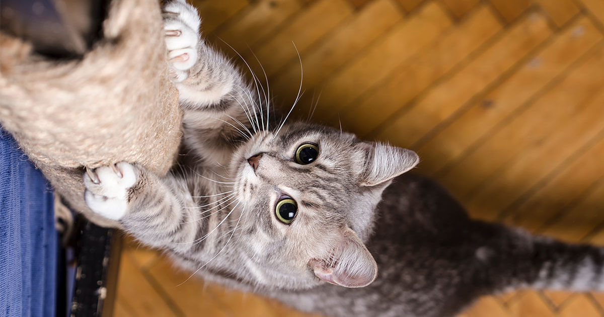 How to Choose the Best Scratching Post for Your Cat | Zoetis Petcare
